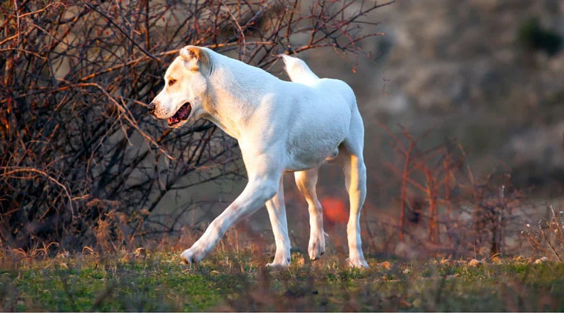 Dog - Delaware - Maryland - New Jersey - Pennsylvania - Elm Pet Food Online